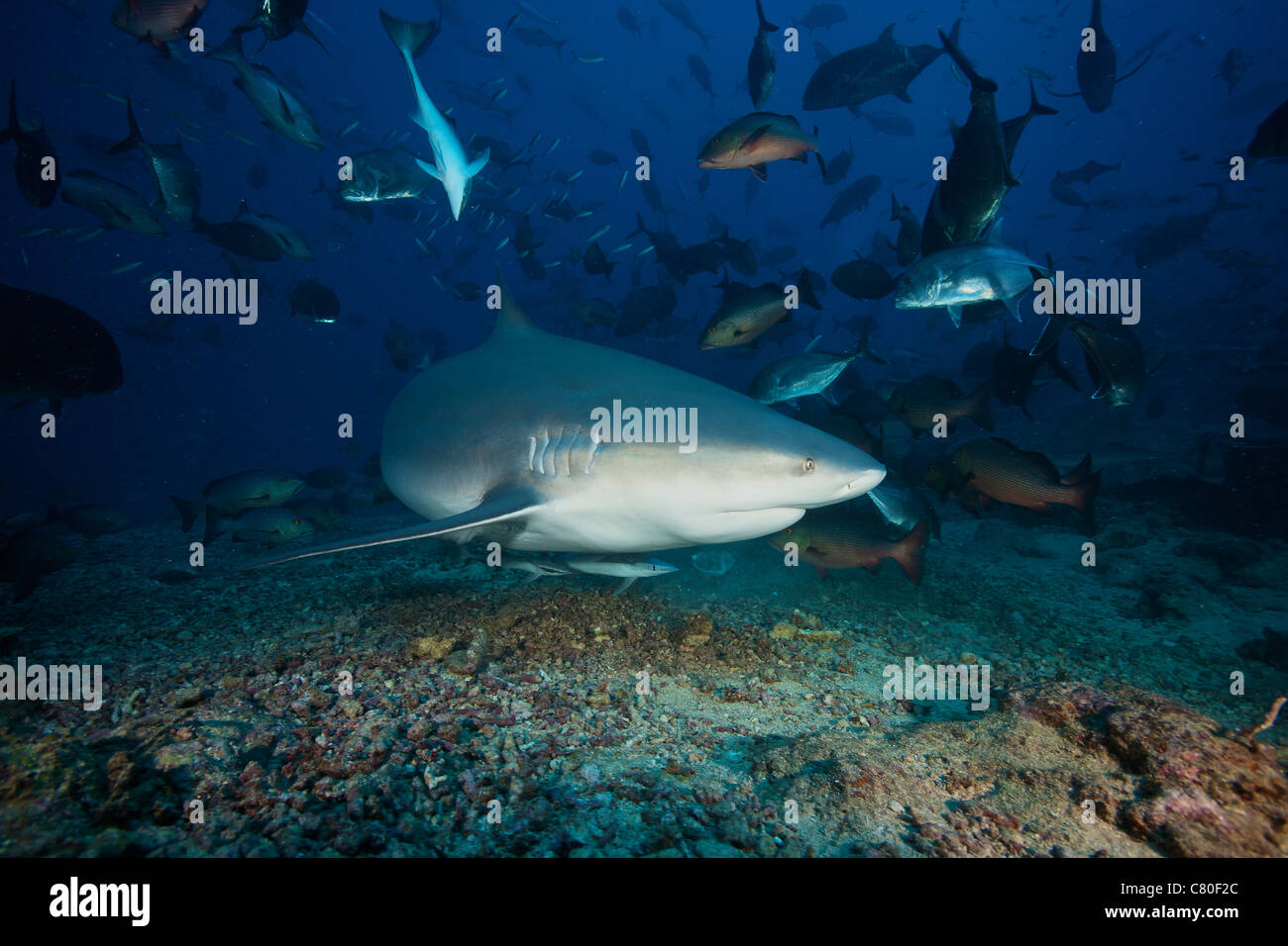 Reef fish scatter as a large bull shark searches for one of the many ...