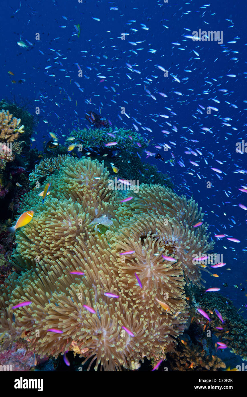 Baitfish hi-res stock photography and images - Alamy