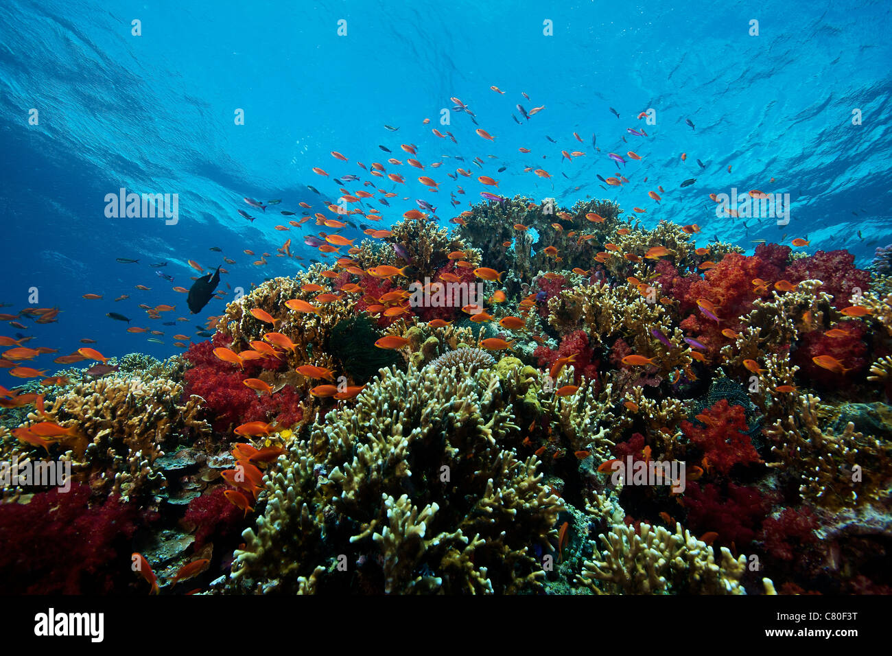 Aanimals hi-res stock photography and images - Alamy