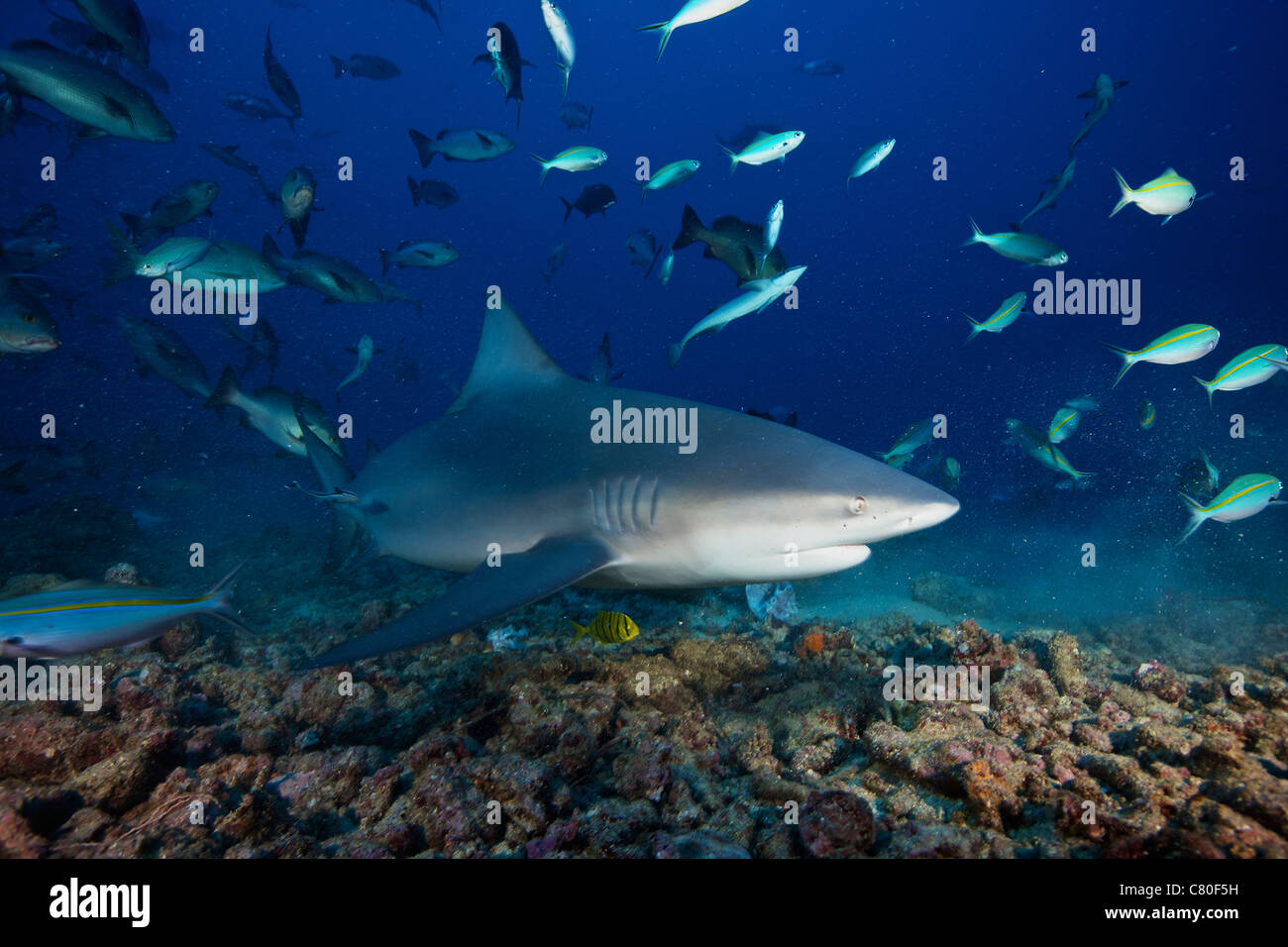Shark swimming with fish hi-res stock photography and images - Alamy