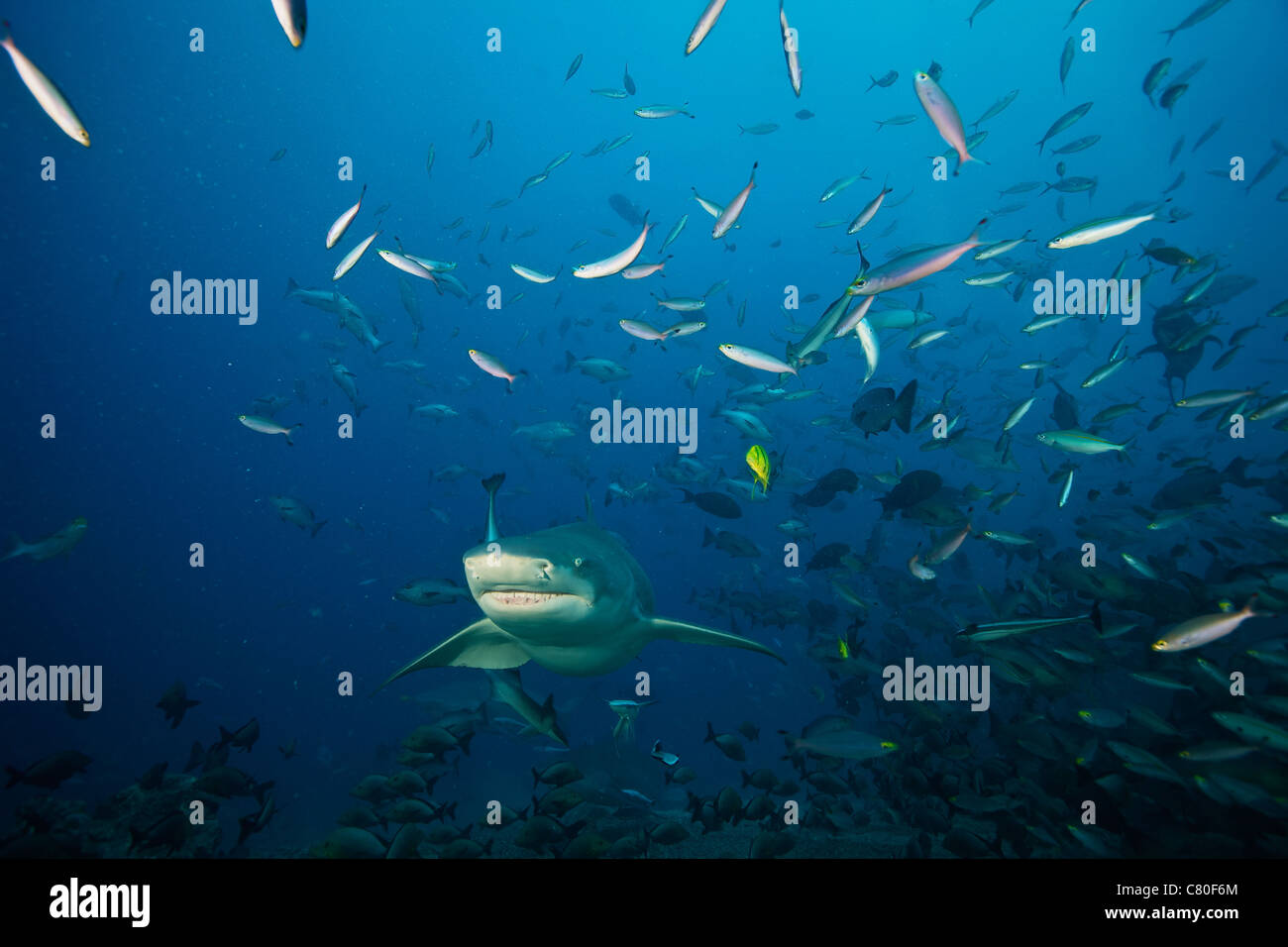 School fish predator hi-res stock photography and images - Alamy