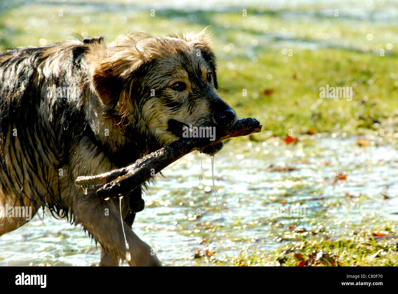 A wet dog running through waterlogged parkland carrying a stick Stock ...