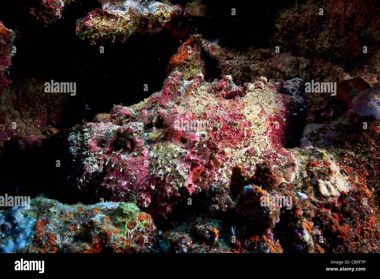 Deadly predator hi-res stock photography and images - Alamy