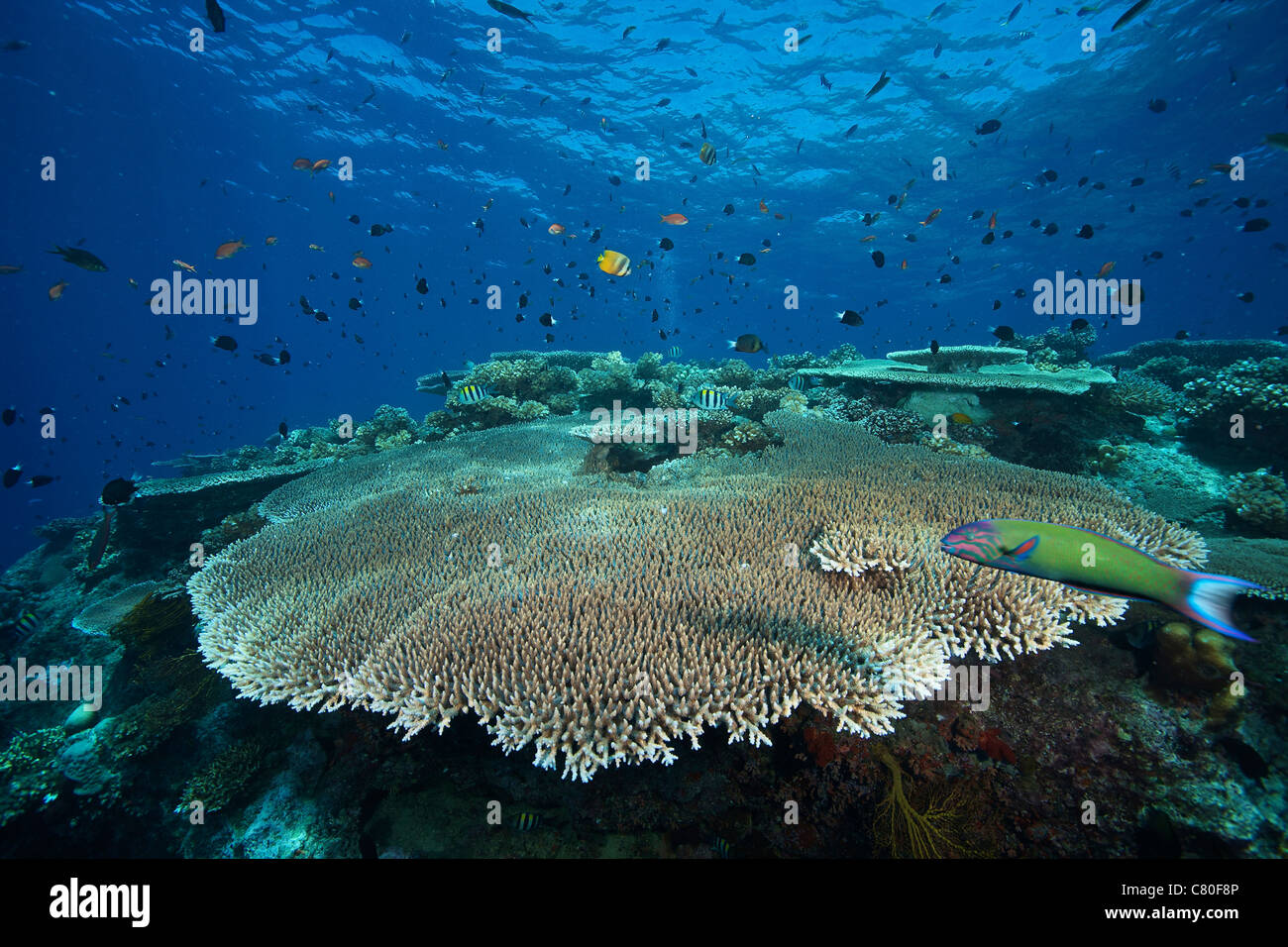 Large plate coral or Acropora pulchra, Fiji Stock Photo - Alamy