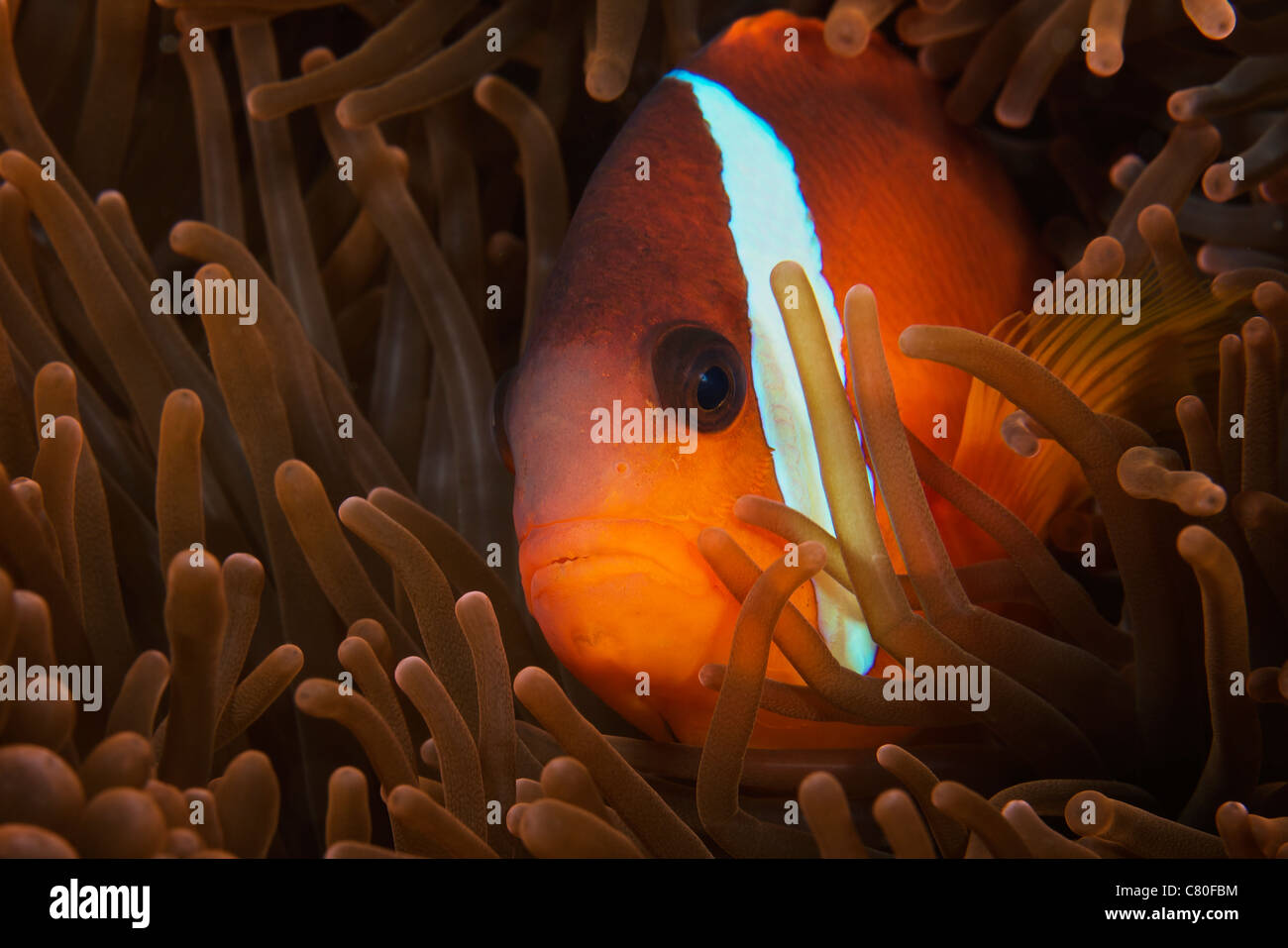 Cinnamon Clownfish (Amphiprion melanopus) in its host anemone, Fiji ...