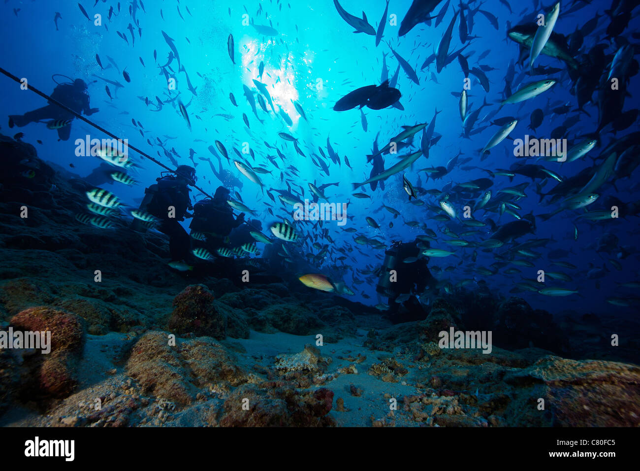 Divers & fish at Beqa Lagoons premier shark dive called the Bistro ...