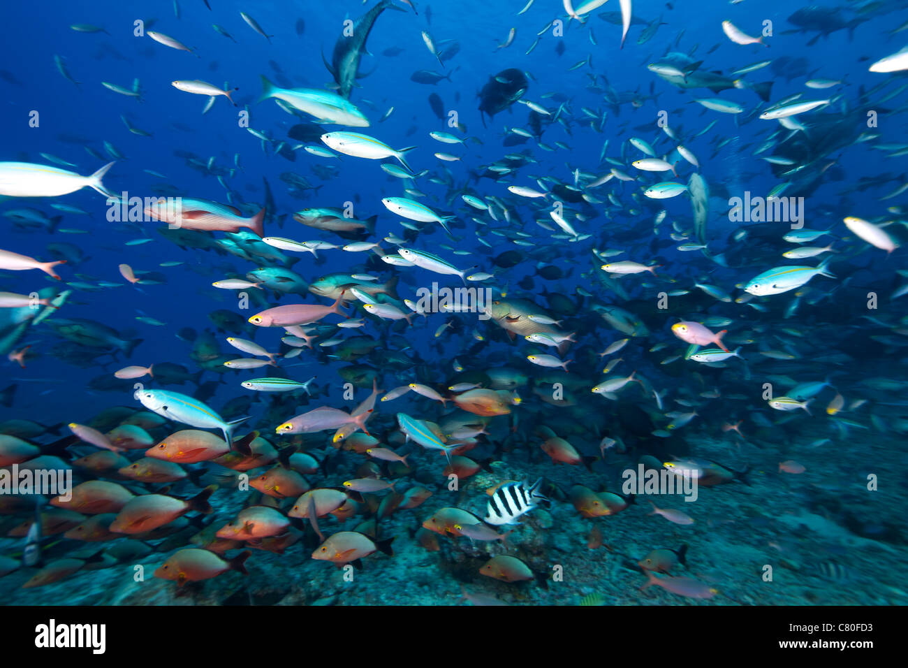 School of fish swimming in water hi-res stock photography and images ...