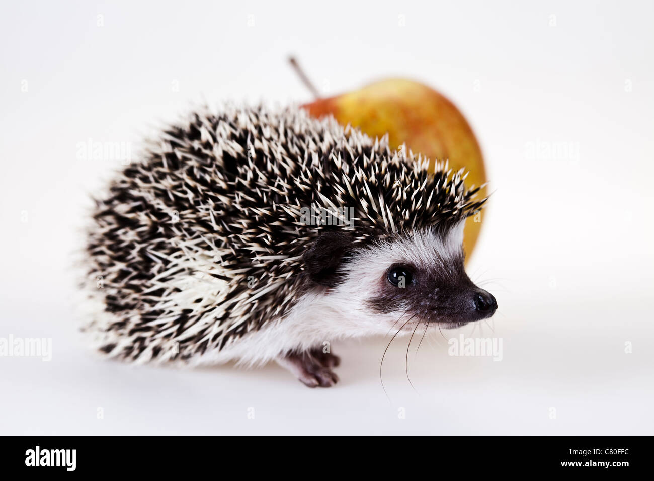 Animal hedge hi-res stock photography and images - Alamy