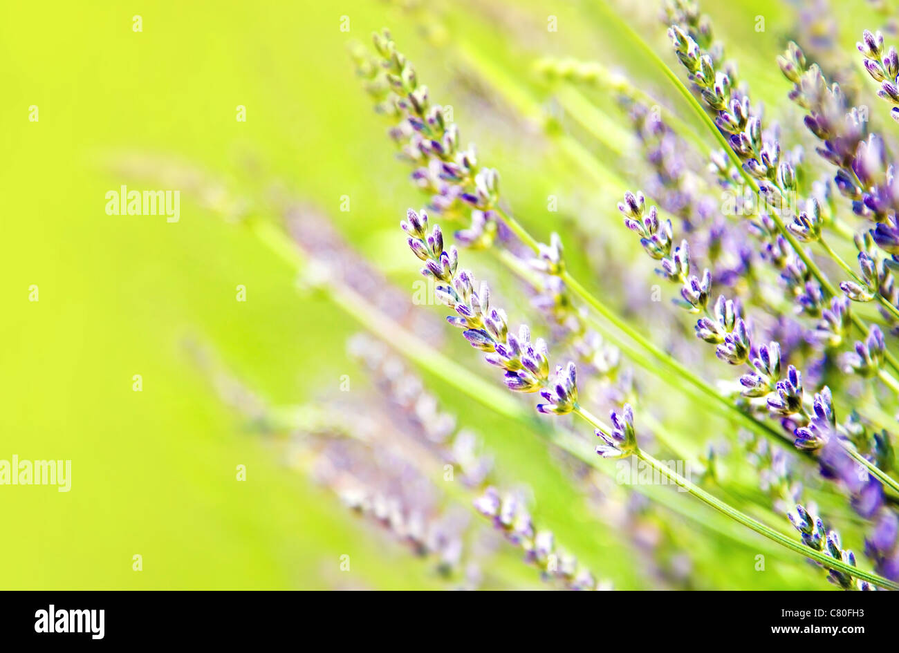 Wildflower field border hi-res stock photography and images - Alamy
