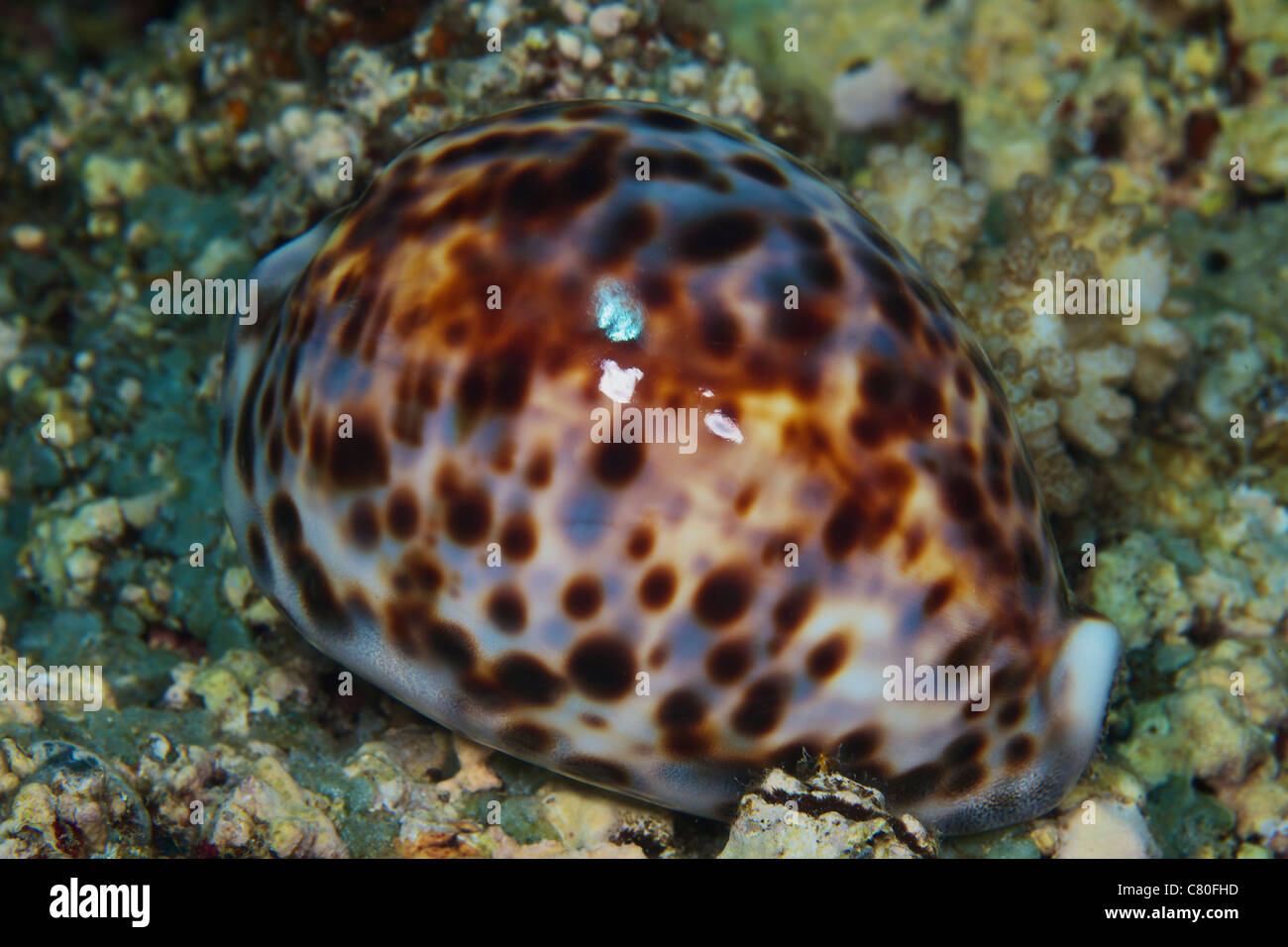 Cowry shell hi-res stock photography and images - Alamy