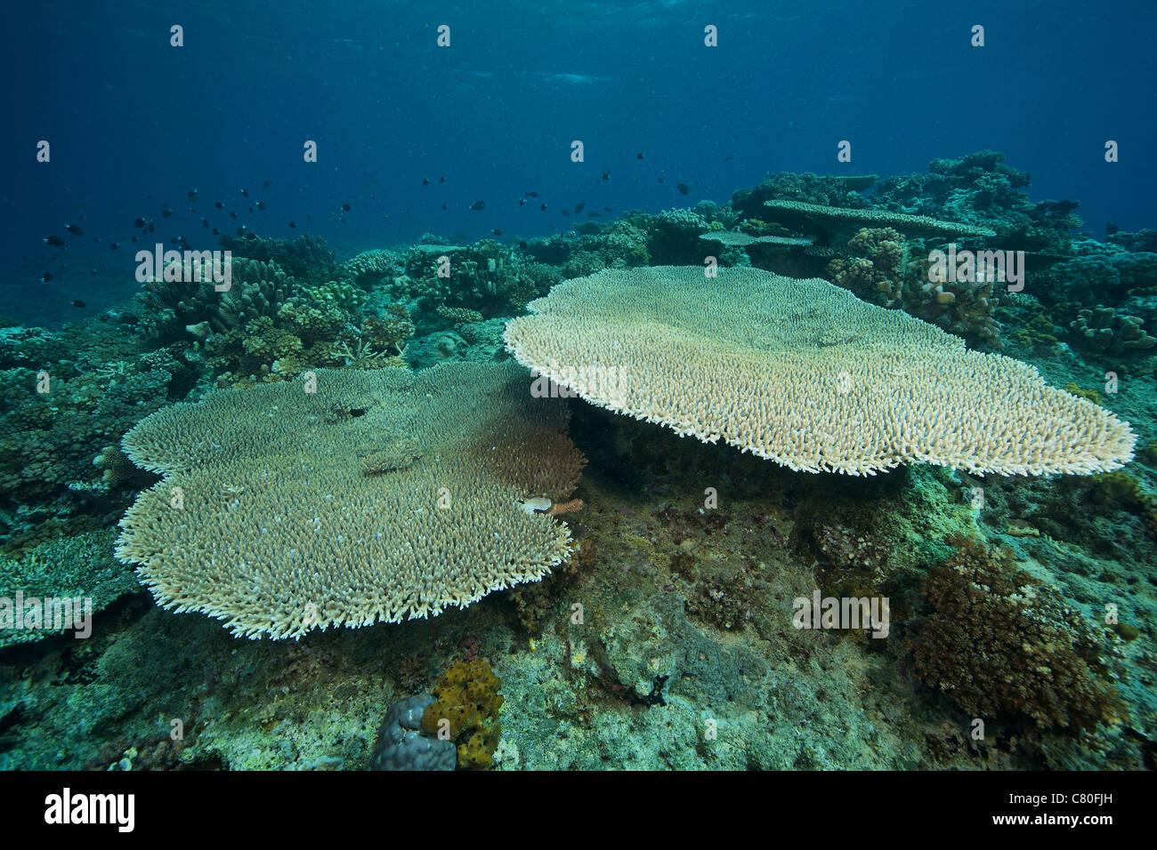 Acropora pulchra hi-res stock photography and images - Alamy