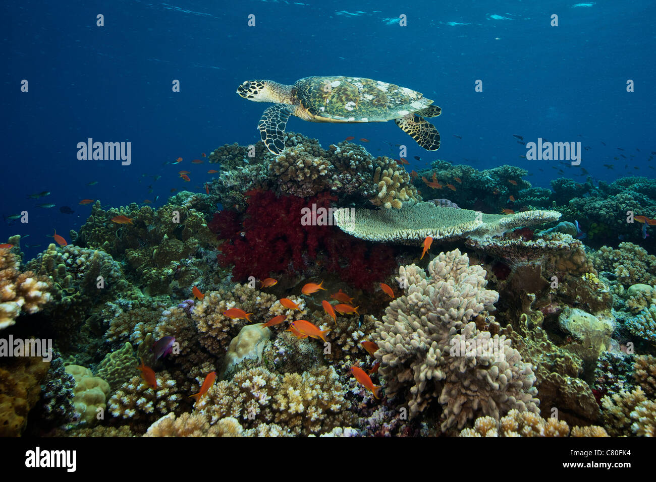 Green Sea Turtles Habitat