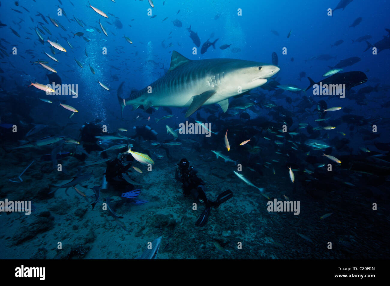 Shark side view hi-res stock photography and images - Alamy