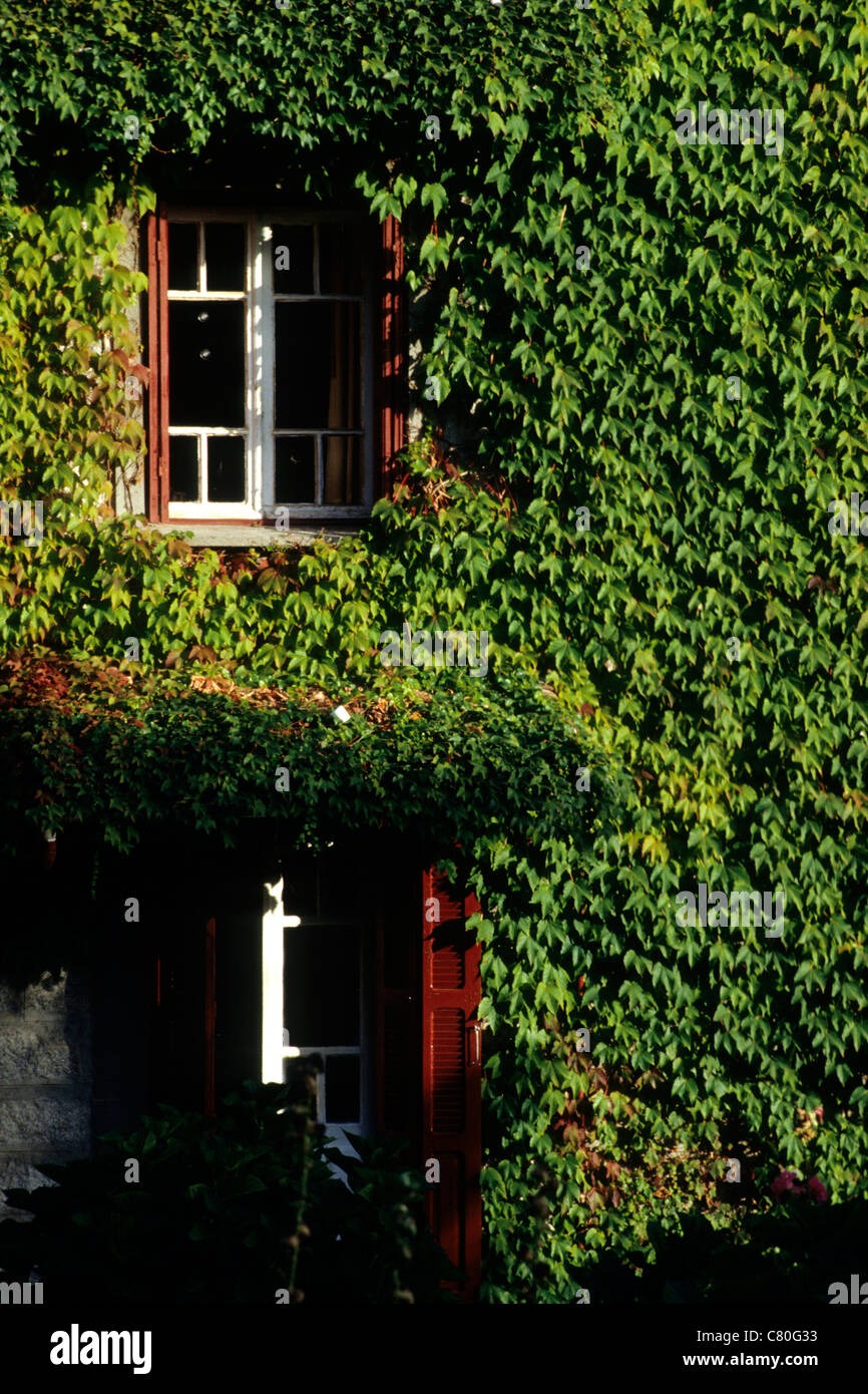 House window with ivy Stock Photo - Alamy