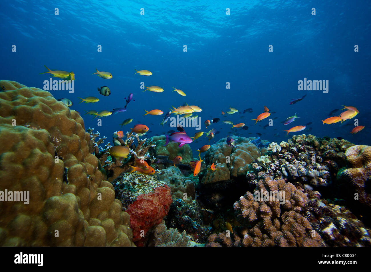 Orange Basslets and other reef fish, Papua New Guinea Stock Photo - Alamy