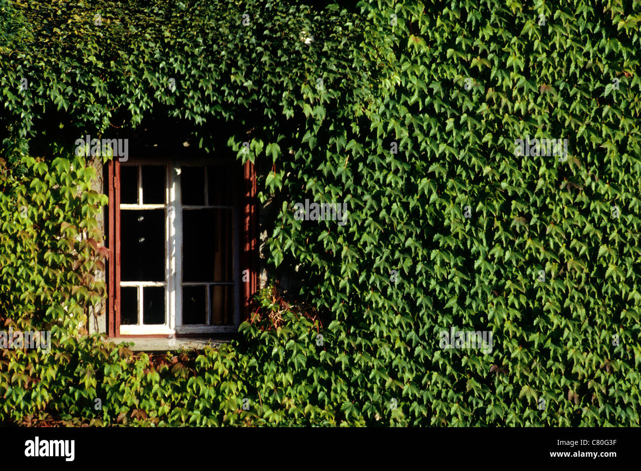 Ivies house hi-res stock photography and images - Alamy
