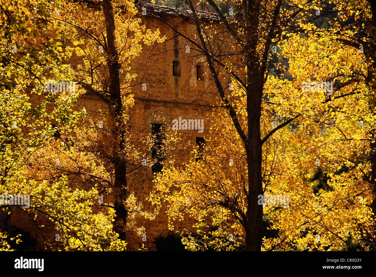 Hoja otoñal hi-res stock photography and images - Alamy