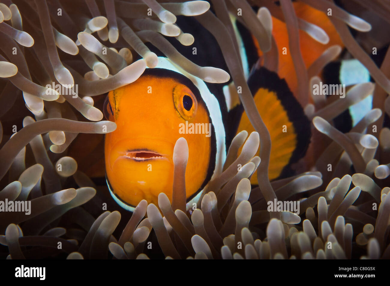 Percula clownfish hi-res stock photography and images - Alamy