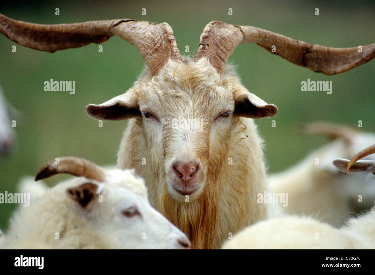 Island of goats scotland hi-res stock photography and images - Alamy