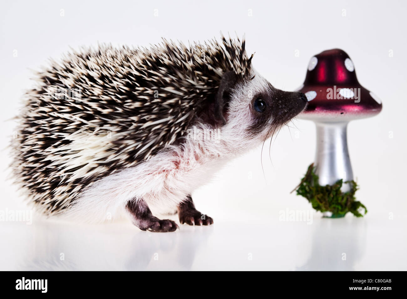 Animal hedge hi-res stock photography and images - Alamy