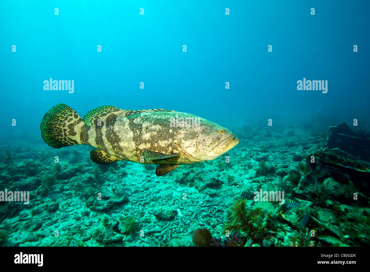 Goliath grouper hi-res stock photography and images - Alamy