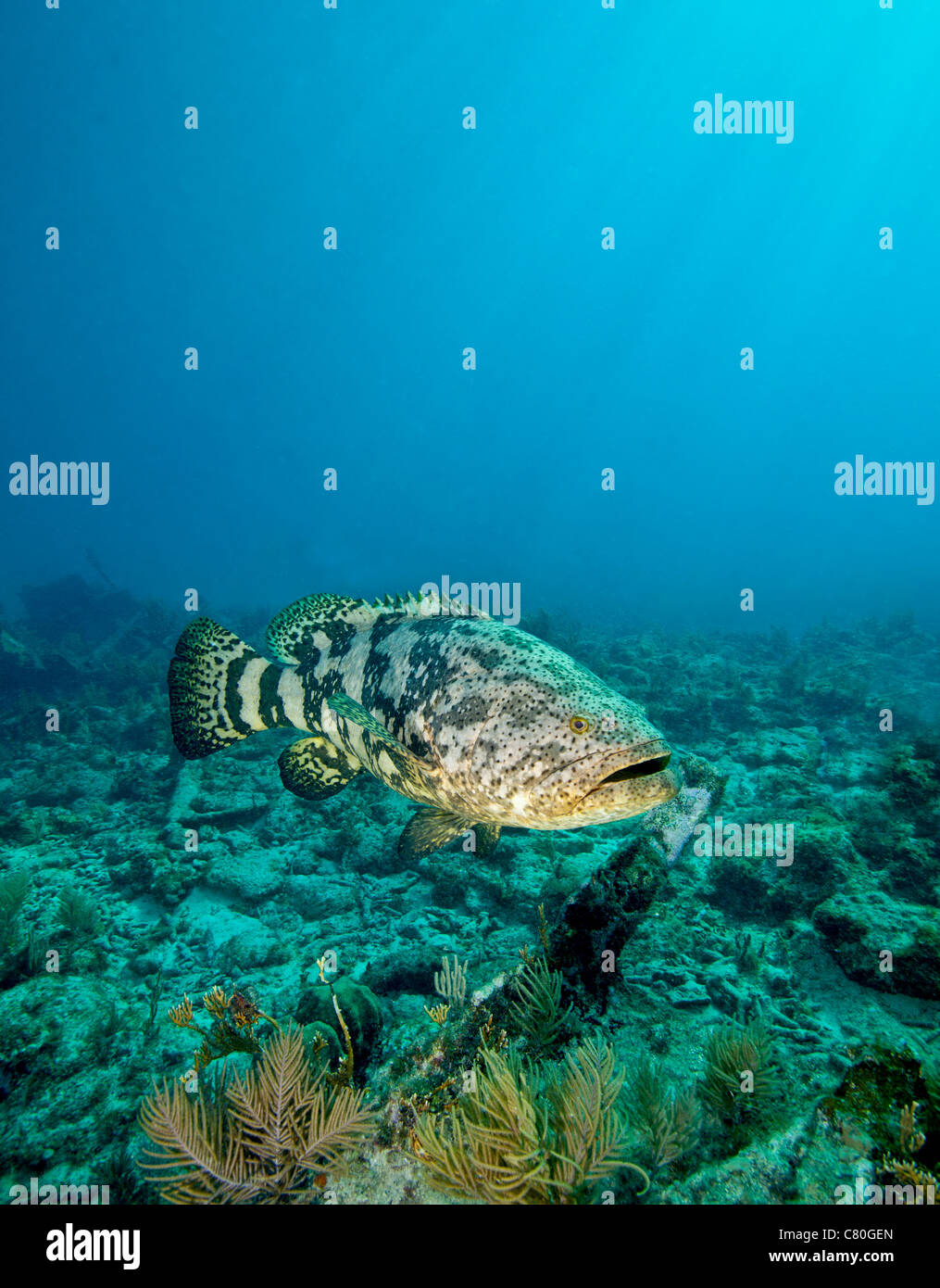 Jewfish hi-res stock photography and images - Alamy