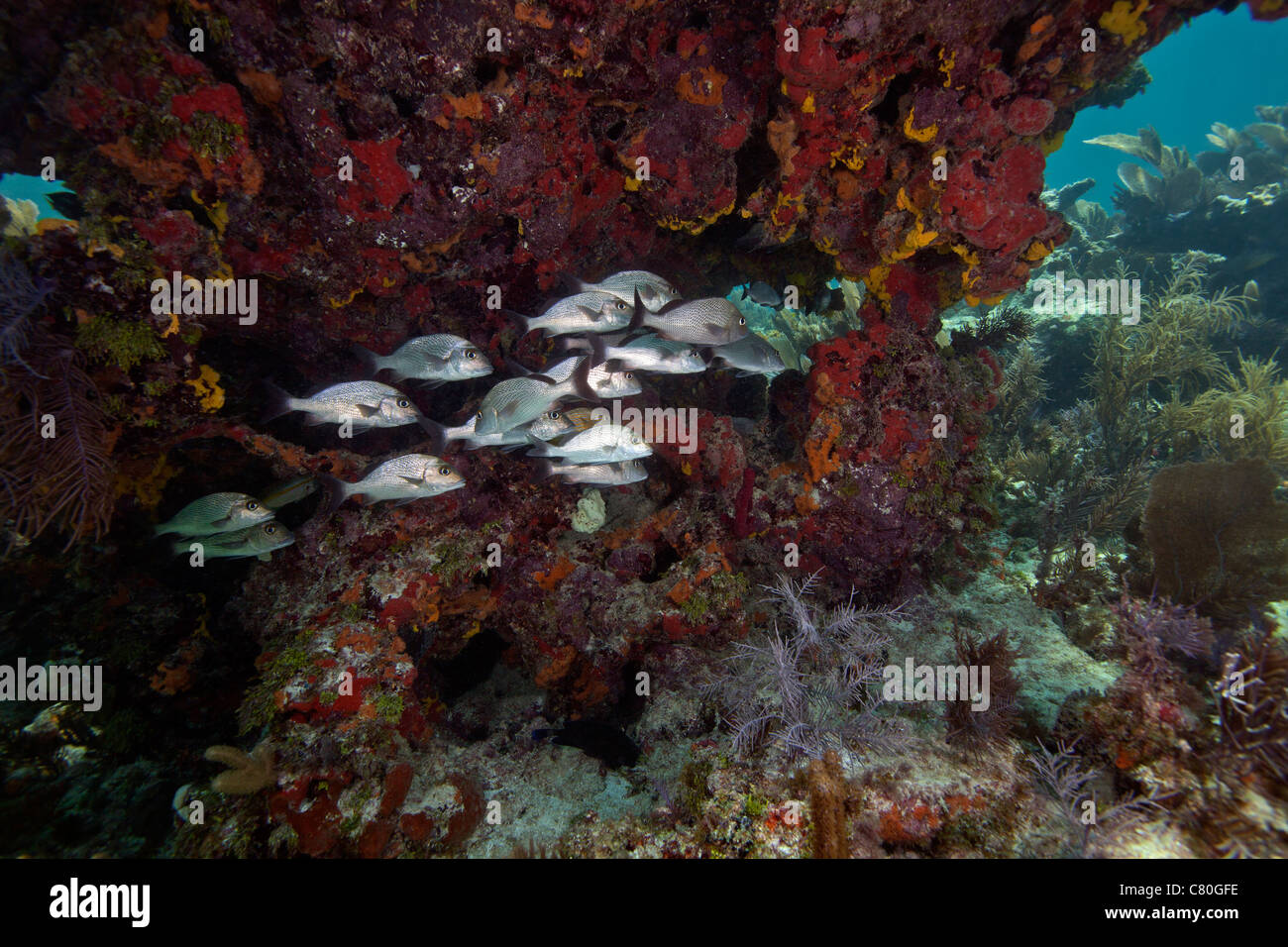 School of Gray Snapper amongst a colorful reef Stock Photo - Alamy