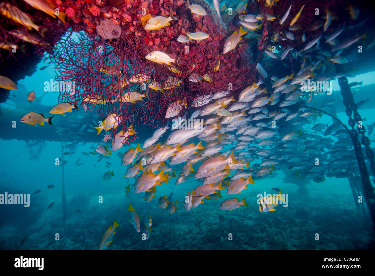 Schools of Gray Snapper, Yellowtail Snapper and Bluestripe Grunt fish ...