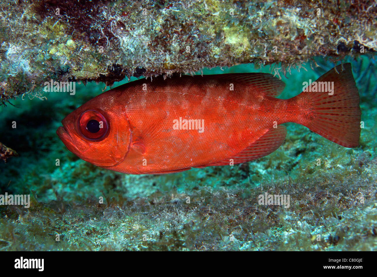 A red Bigeye hovers under a coral reef ledge in the Atlantic Ocean off ...