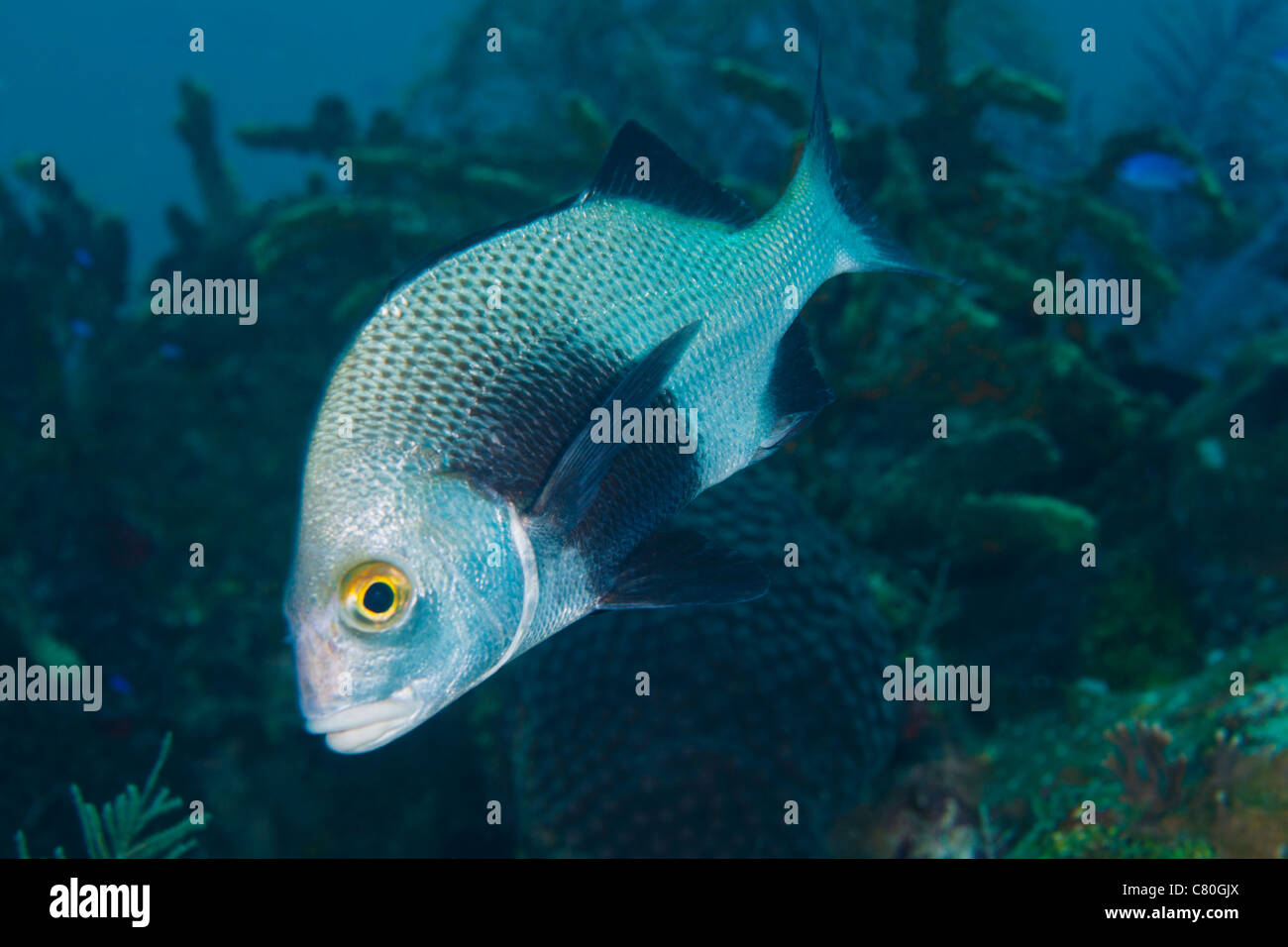 Underwater in florida keys hi-res stock photography and images - Alamy