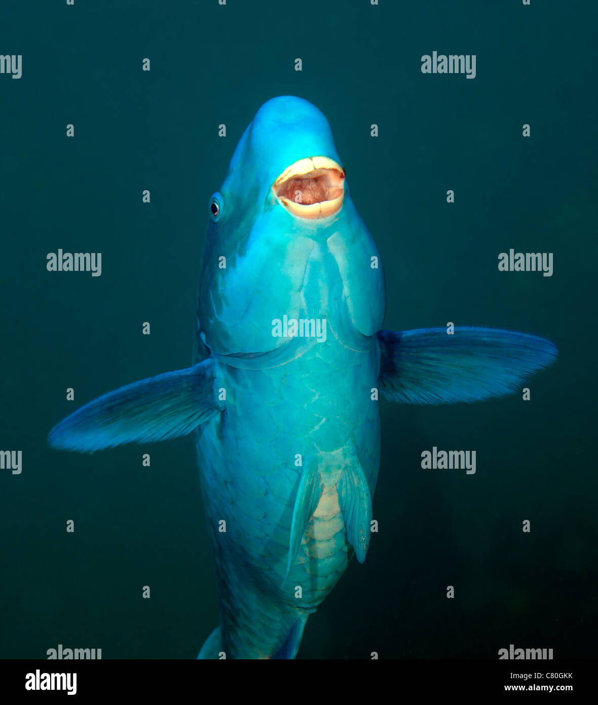 Parrotfish hi-res stock photography and images - Alamy