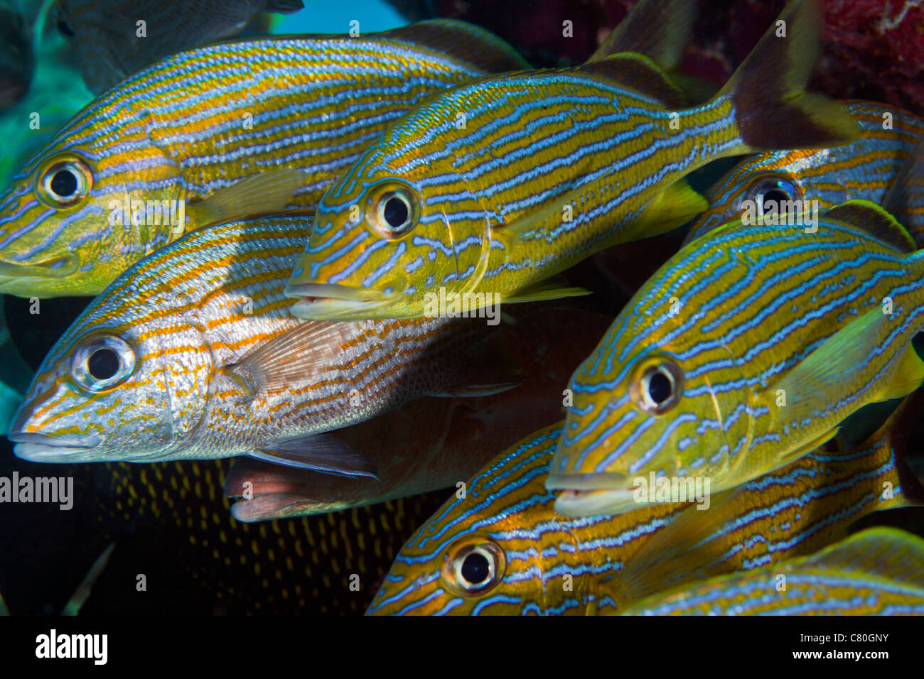 Blue striped grunt haemulon sciurus hi-res stock photography and images ...