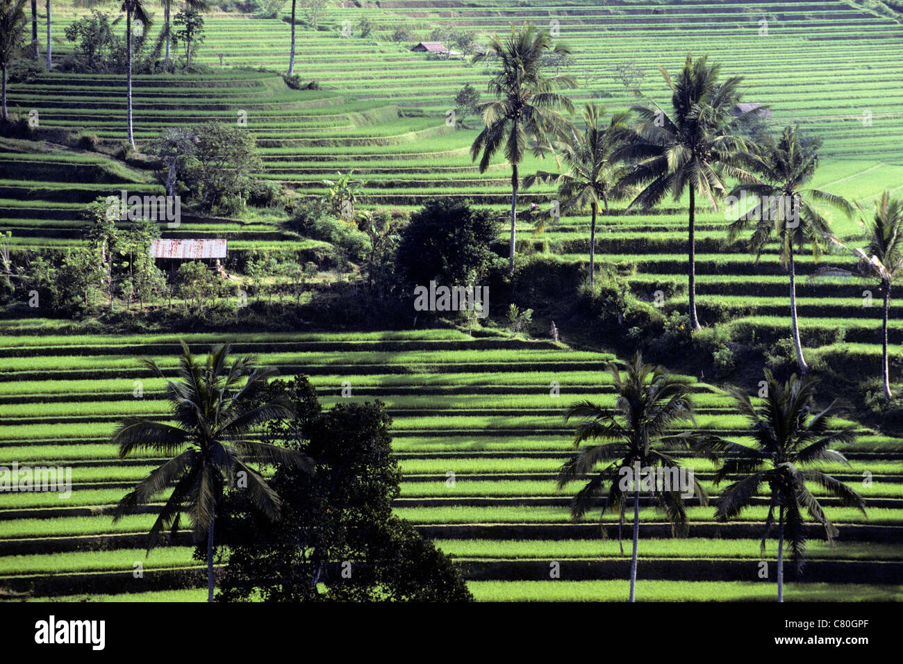 Indonesia, Bali, Rice Fields Stock Photo - Alamy