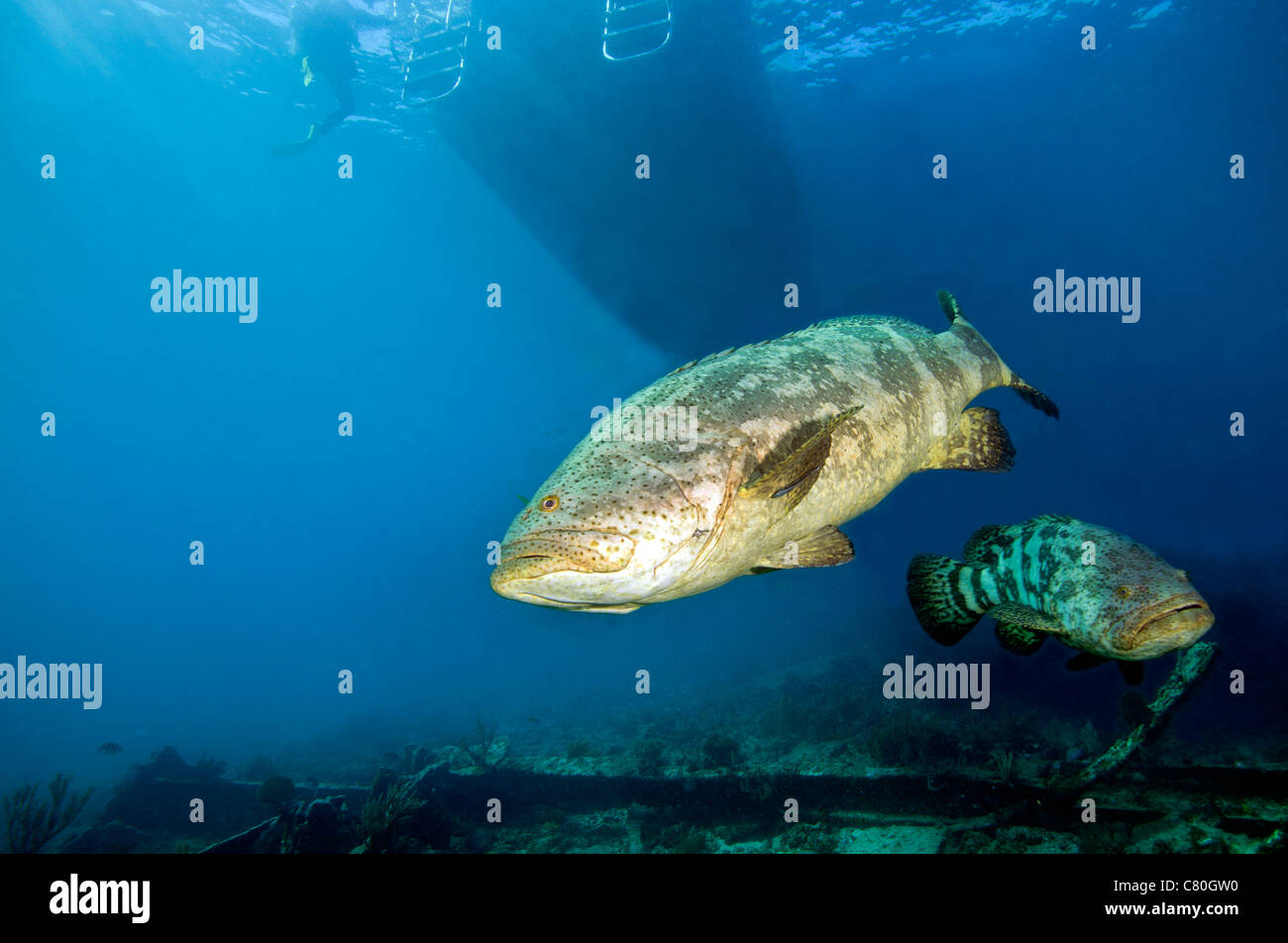 Large groupers hi-res stock photography and images - Alamy