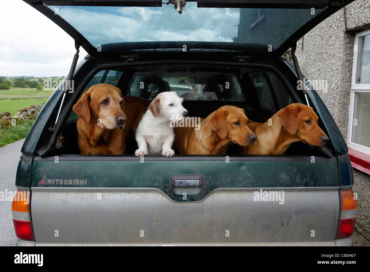 Dogs on car Stock Photo - Alamy