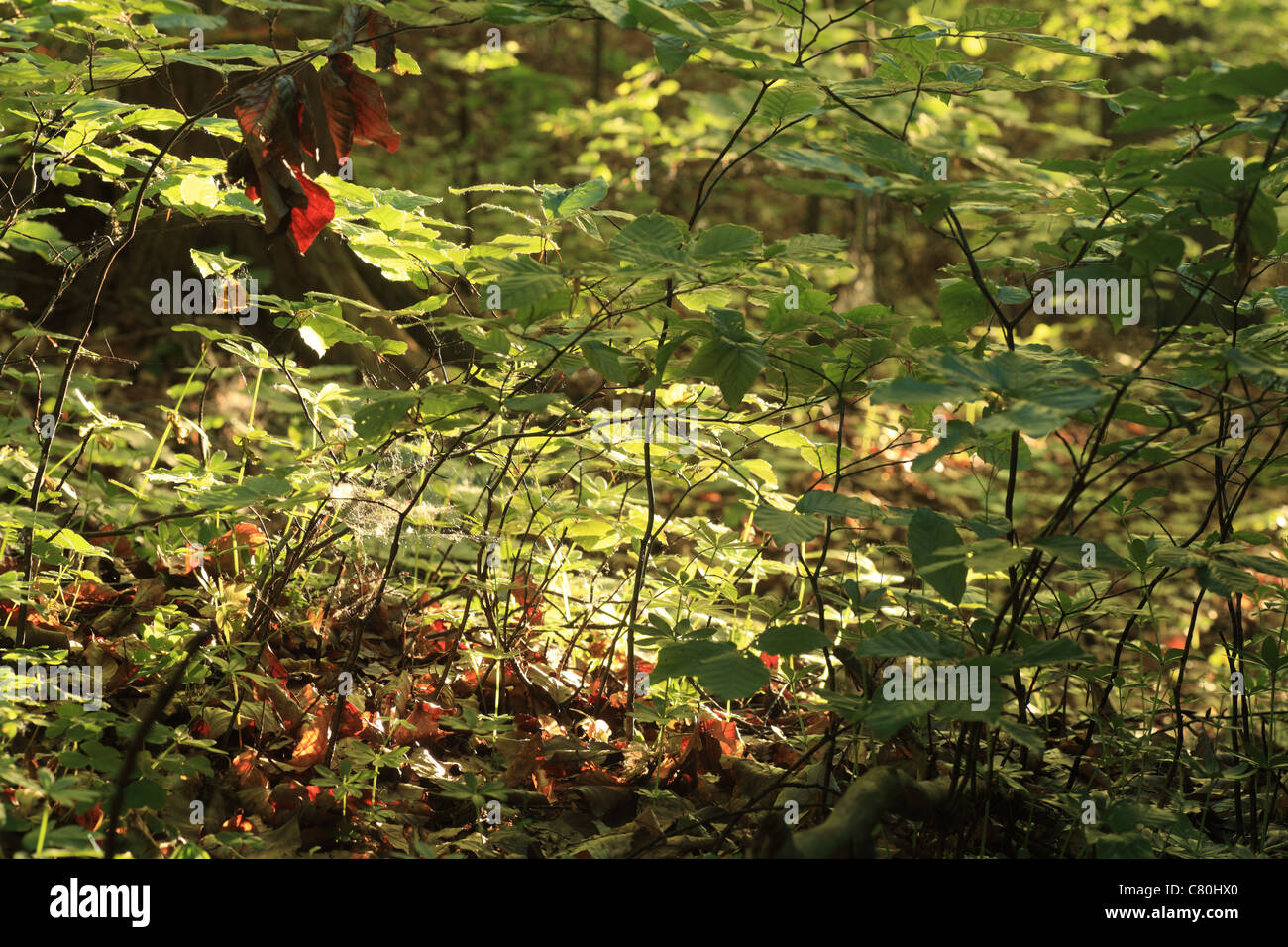 Bright light falling into the dark forest - nature Stock Photo - Alamy