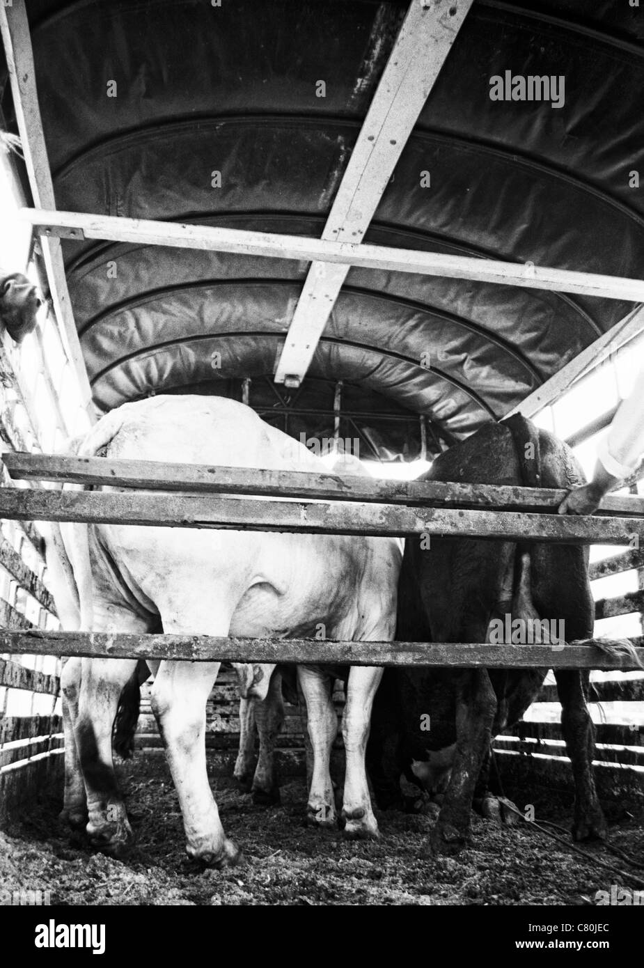 Cows ready to be transported to a ranch by truck. Soracá, Boyacá ...