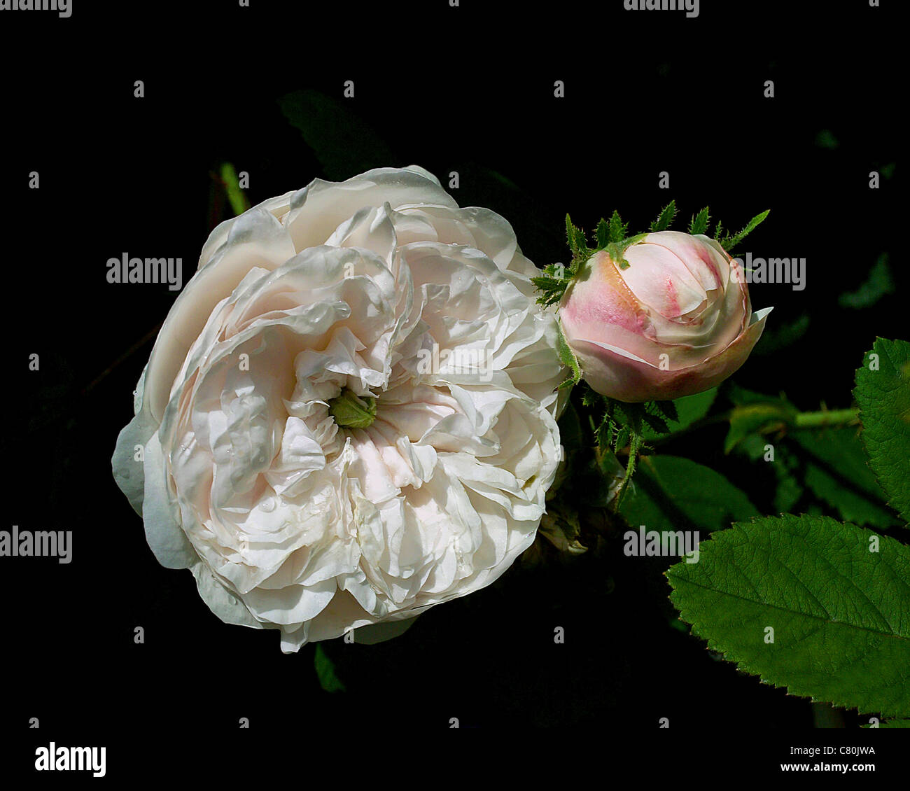 Roses thorn black white hi-res stock photography and images - Alamy