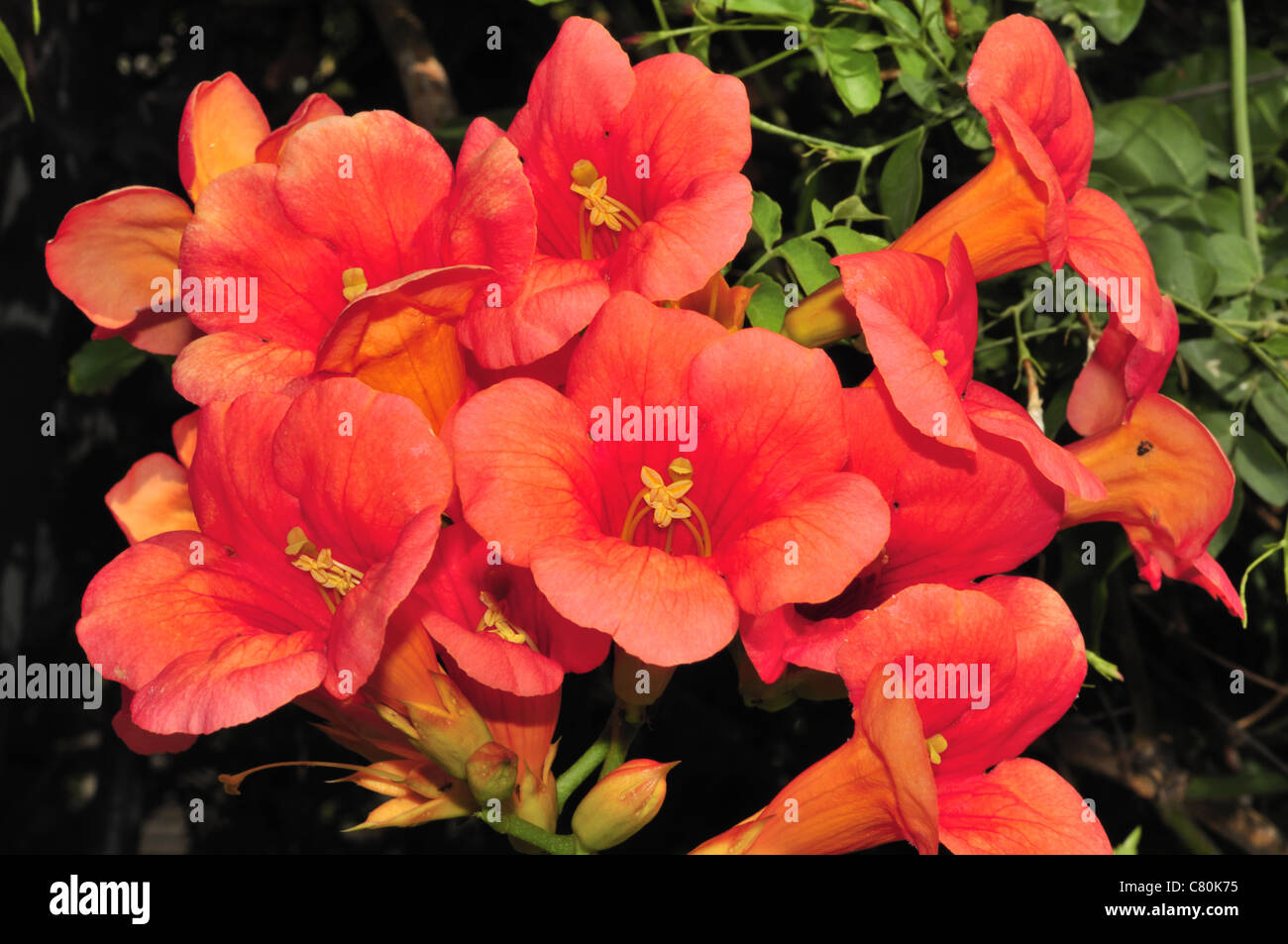 Orange bignonia hi-res stock photography and images - Alamy