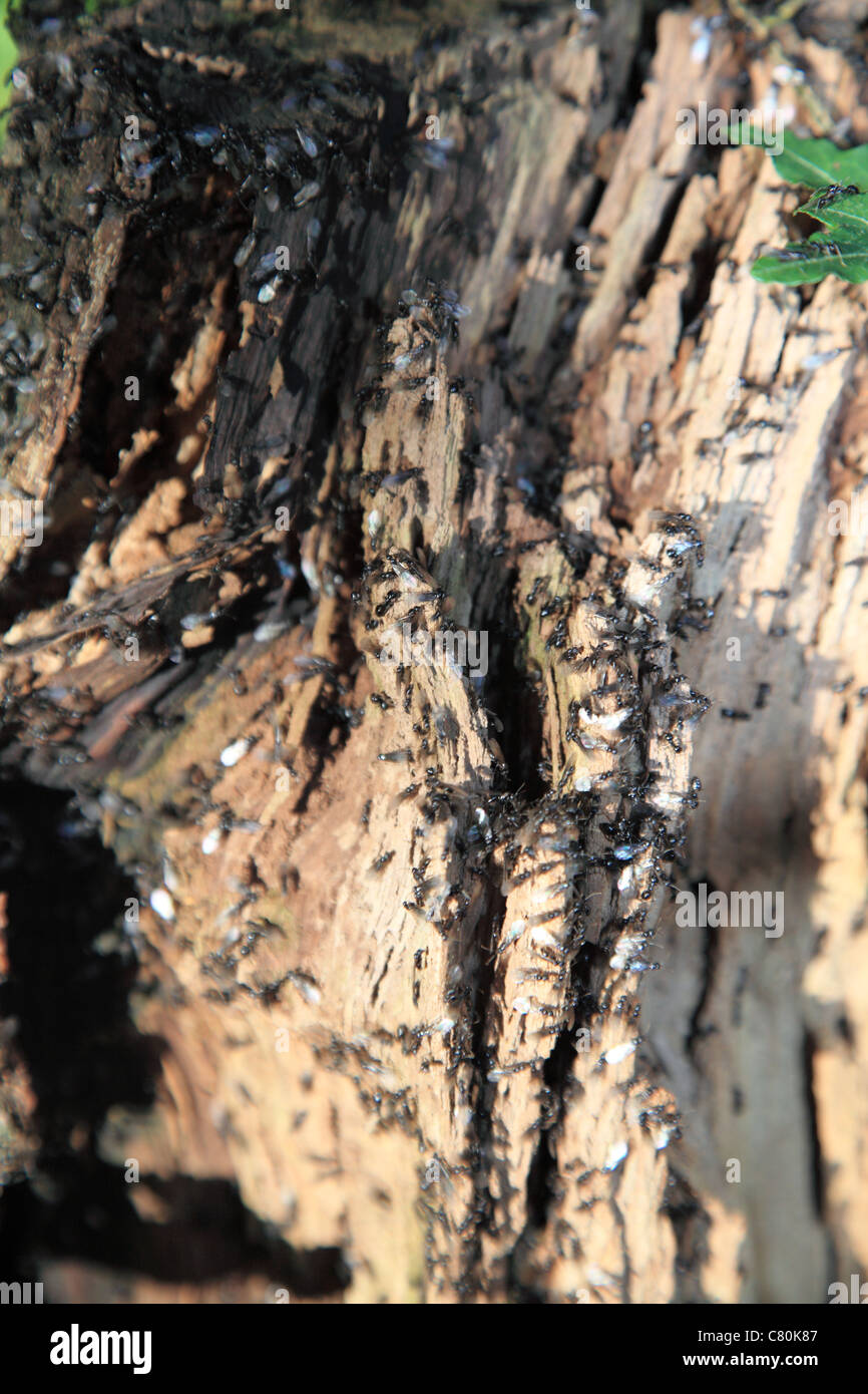 Ants creep in forest macro hi-res stock photography and images - Alamy