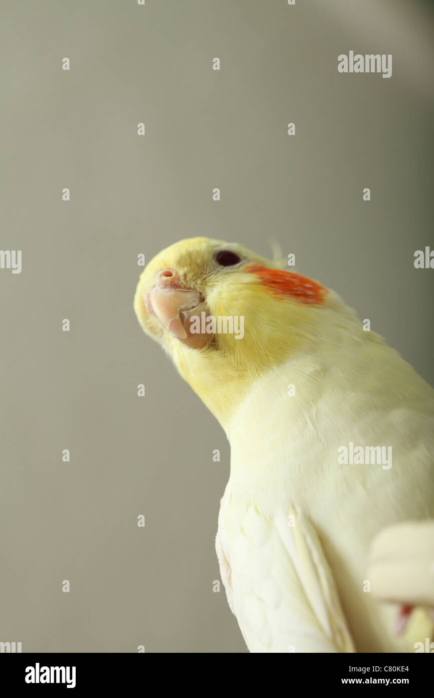 Cheeky Cockatiel parrot in home Stock Photo - Alamy