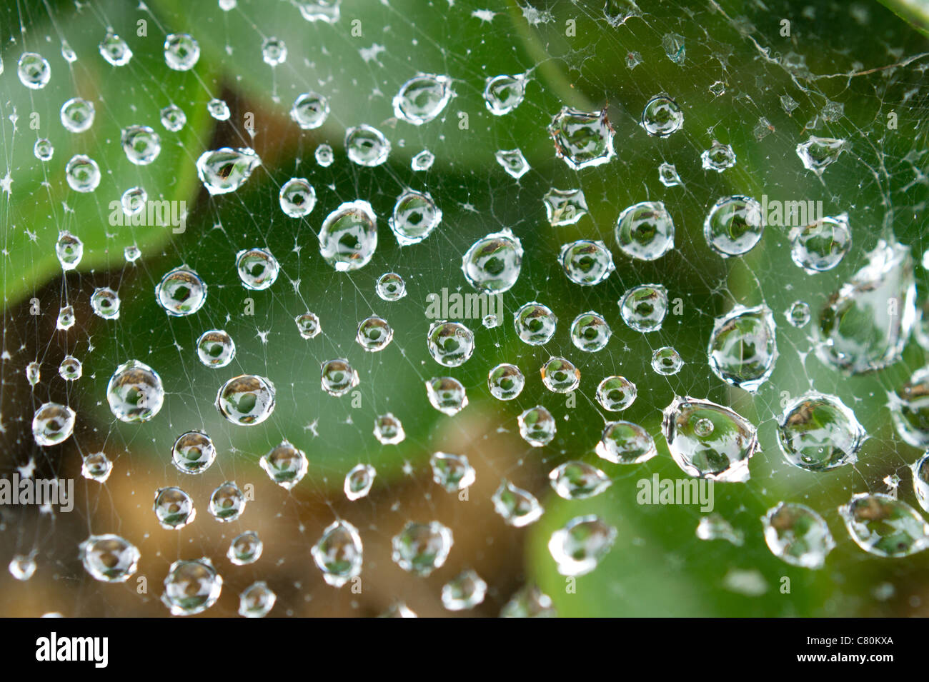 Water droplets embedded in the spider's web Stock Photo - Alamy