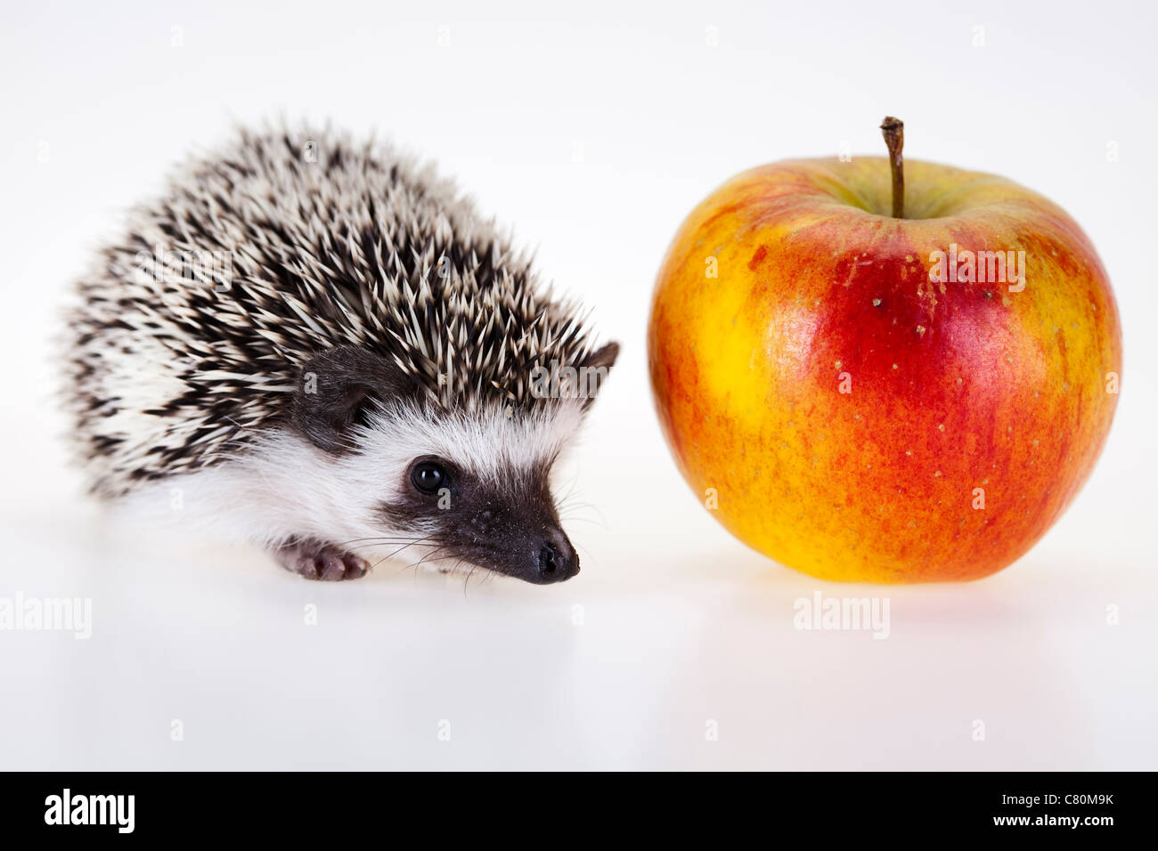 Hedgehog with apple Stock Photo - Alamy
