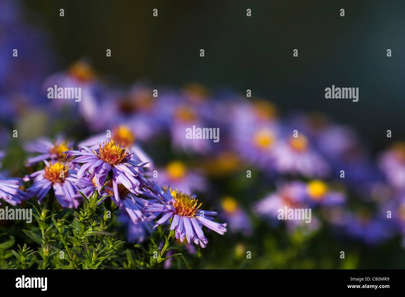 Systematics of plants hi-res stock photography and images - Alamy