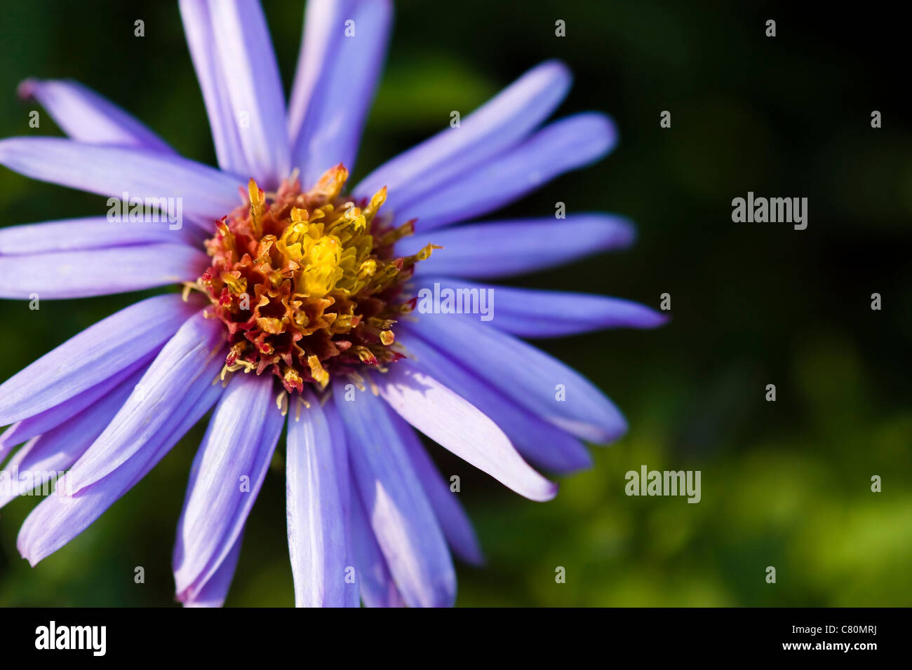 Himalaicus hi-res stock photography and images - Alamy