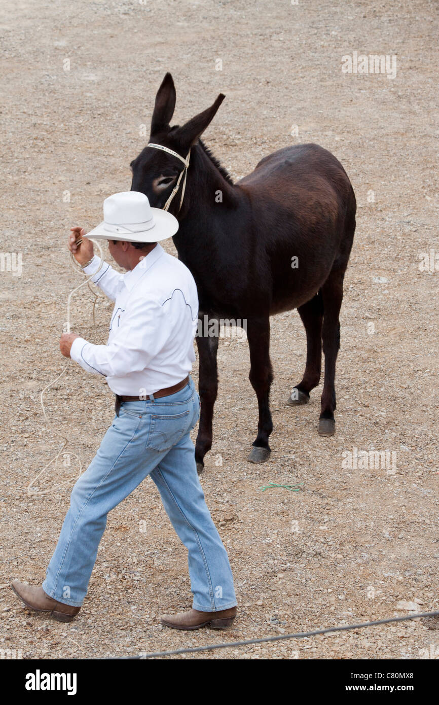 Angry donkeys hi-res stock photography and images - Alamy