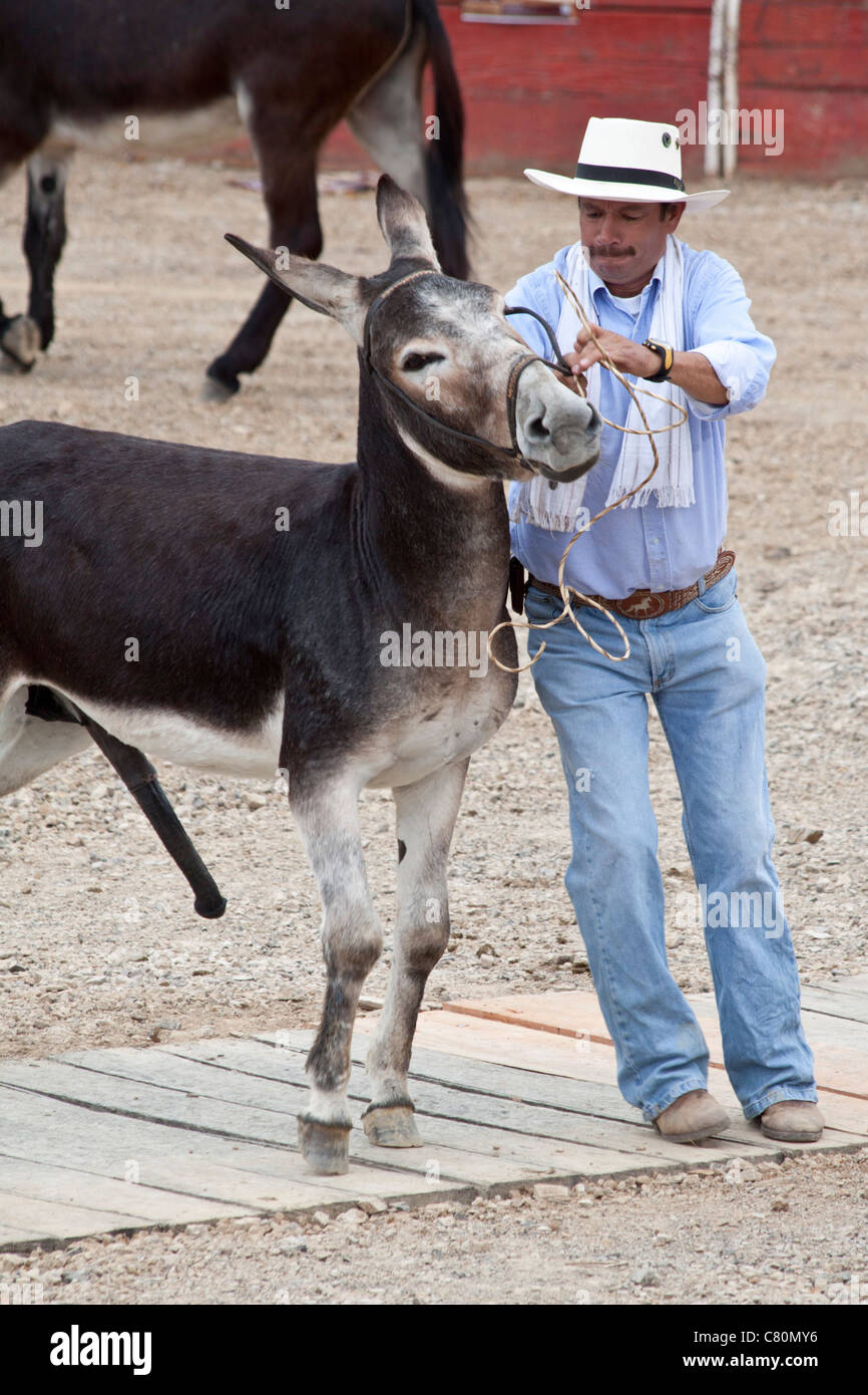 Angry donkeys hi-res stock photography and images - Alamy