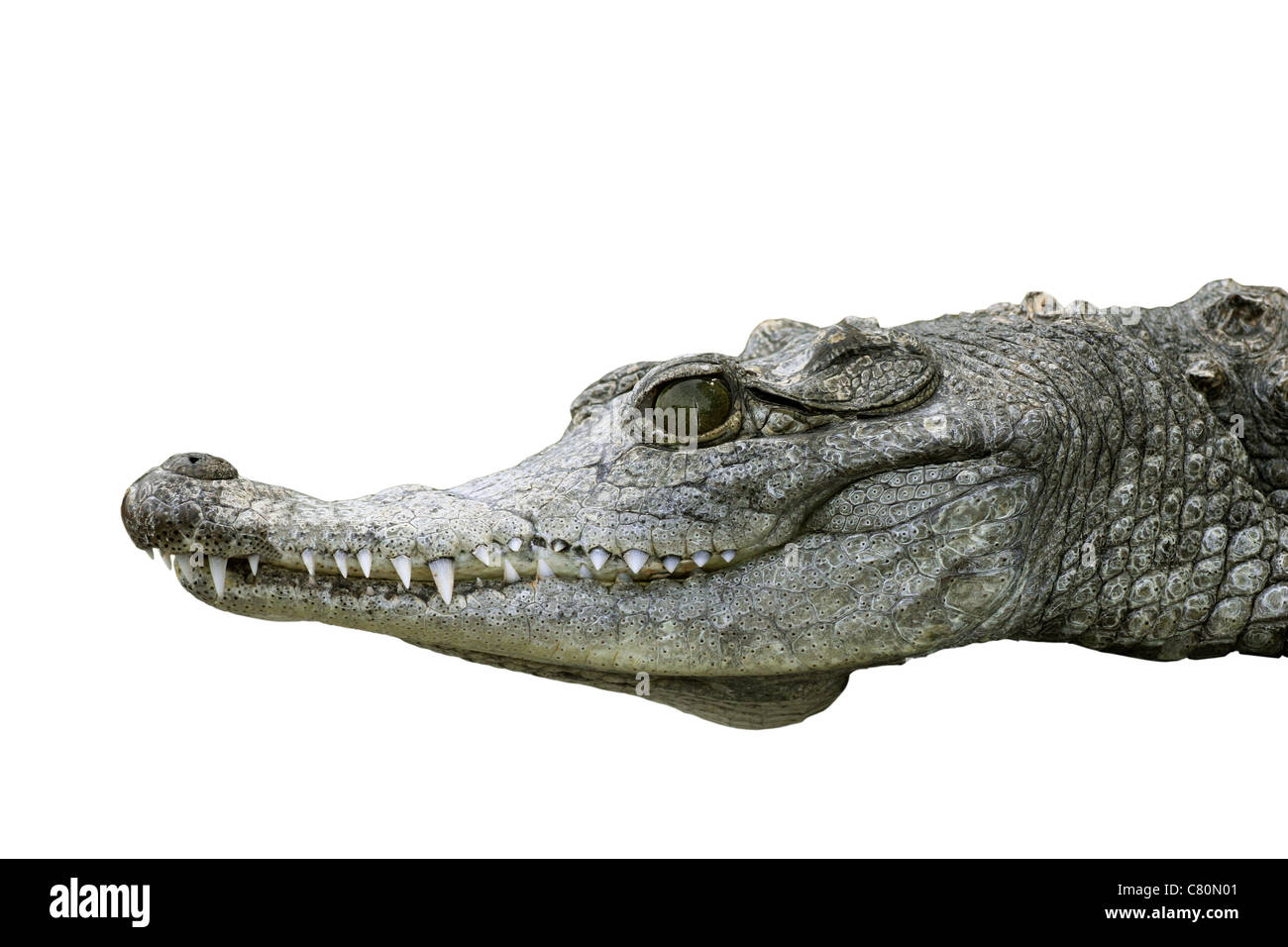 close up of crocodile head over white Stock Photo - Alamy