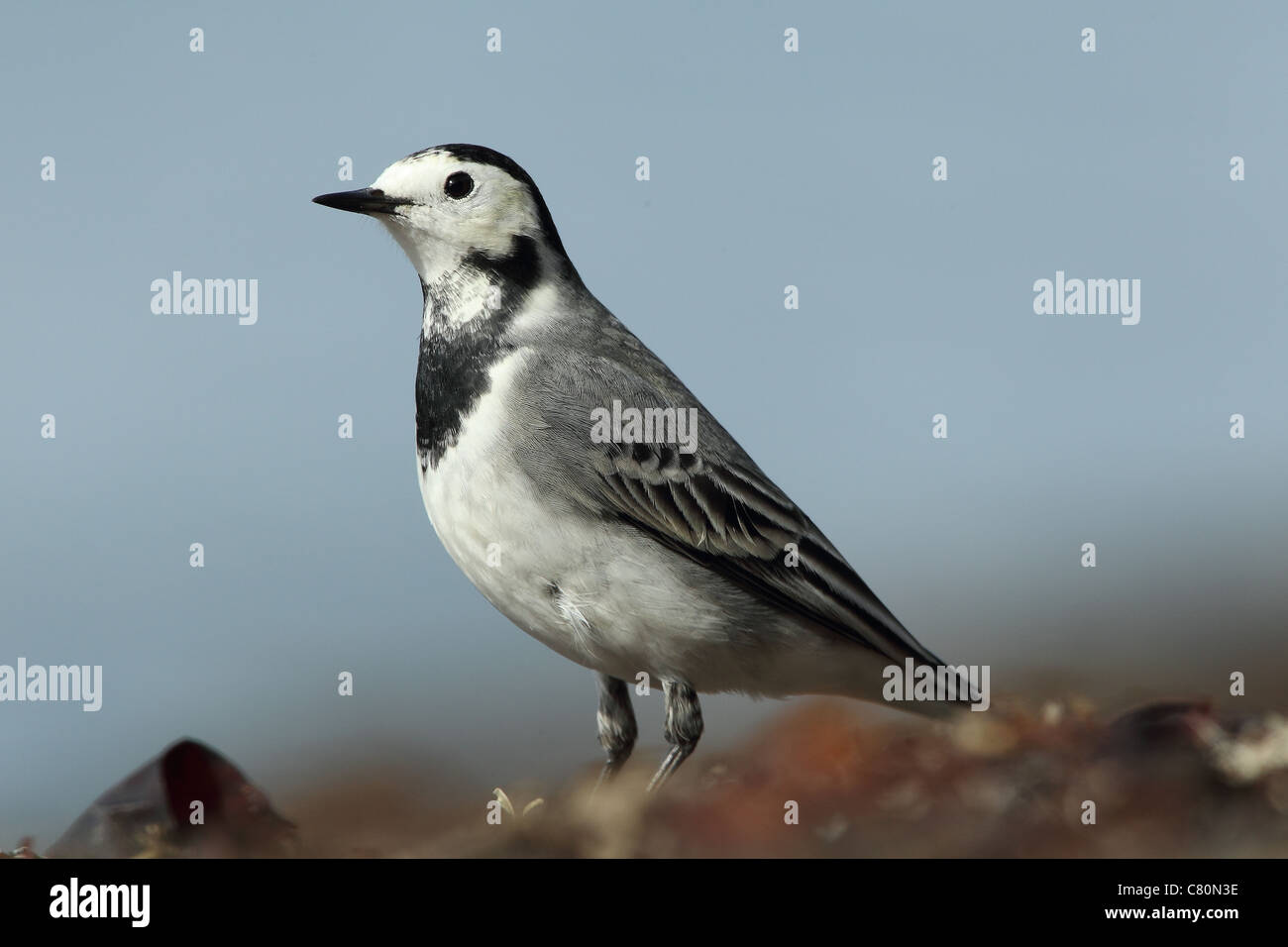 Pied wagtail Motacilla alba. on beach strandline, Kimmeridge bay Dorset ...