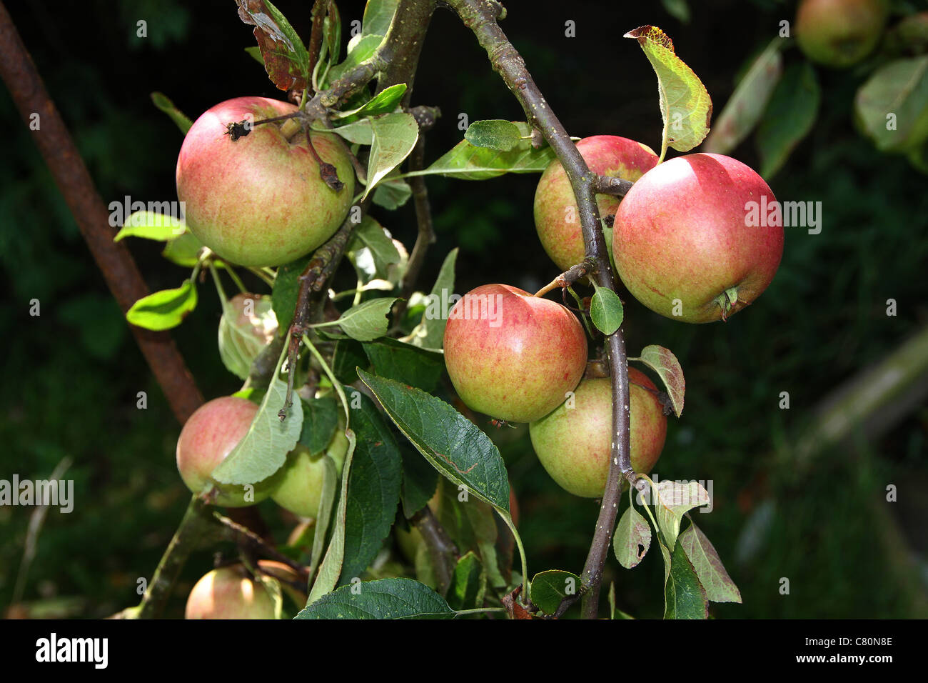 Sweet eating apples on tree in orchard Stock Photo - Alamy